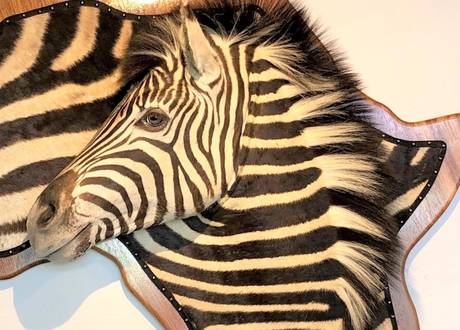 Taxidermy - Out Of Africa