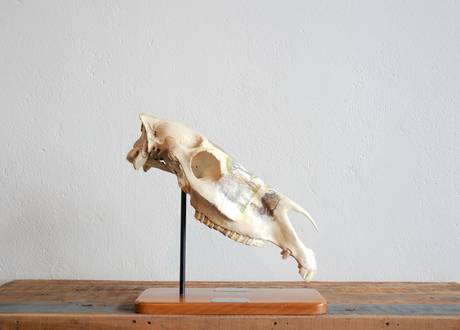 Skull Mounts - Out Of Africa